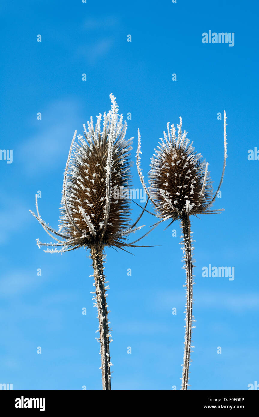 Weber karde hi-res stock photography and images - Alamy