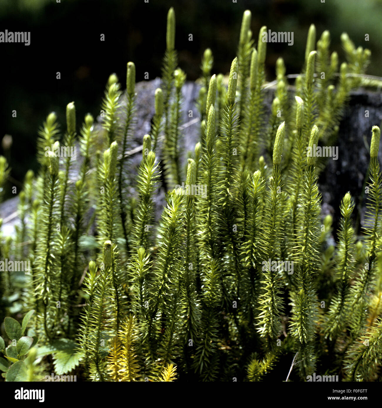 Keulen-Baerlapp, Lycopodium clavatum Stock Photo - Alamy