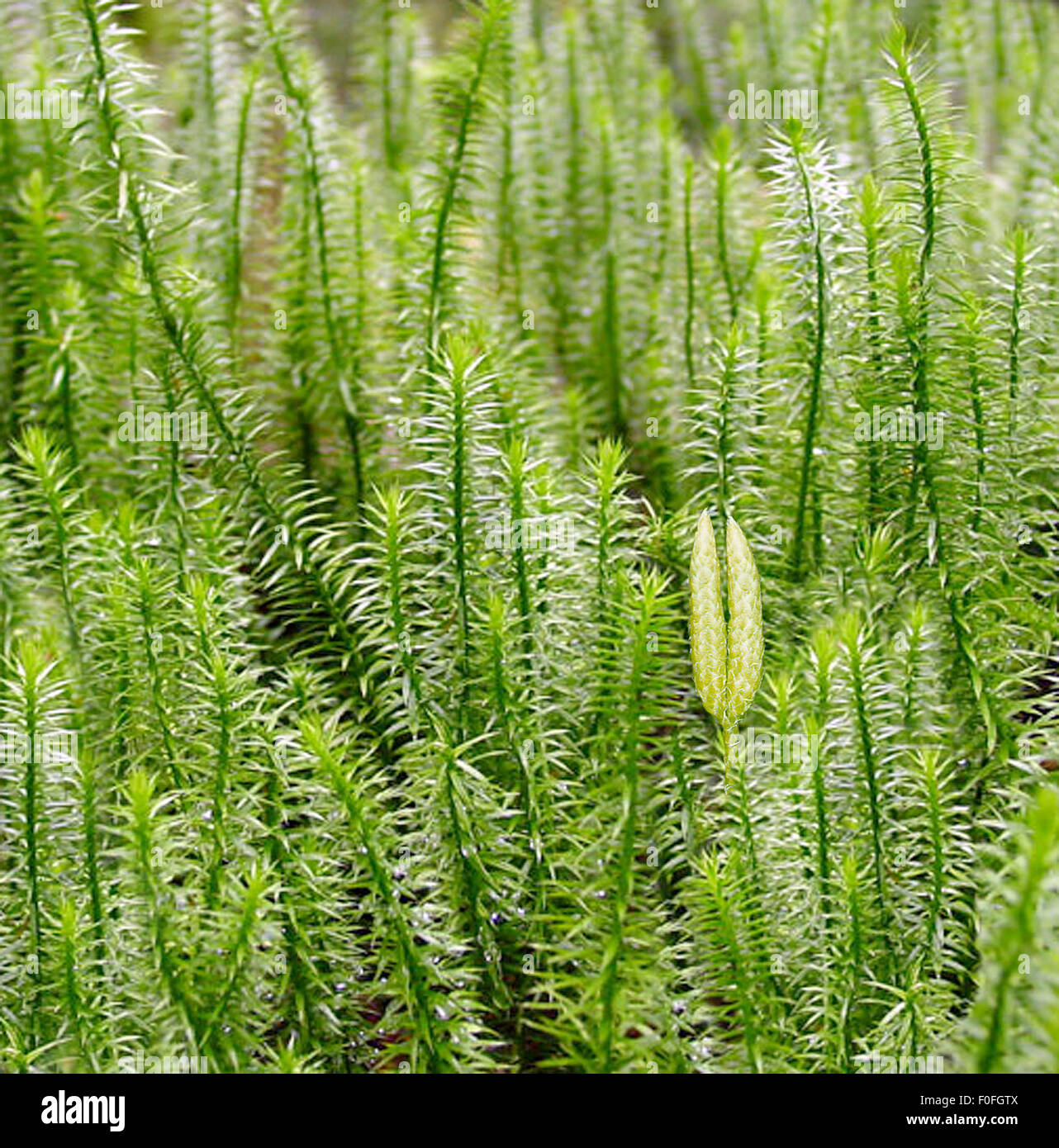 Lycopodium Obscurum