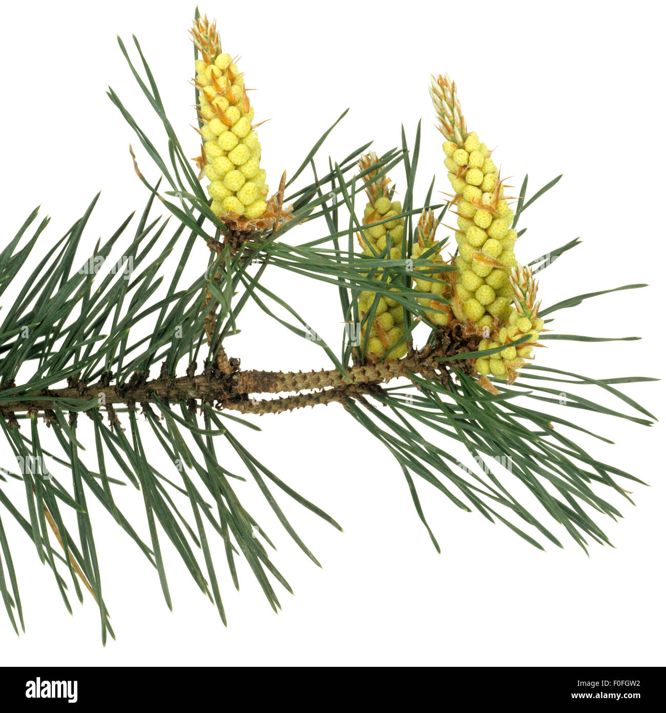 Kiefer nadeln hi-res stock photography and images - Alamy