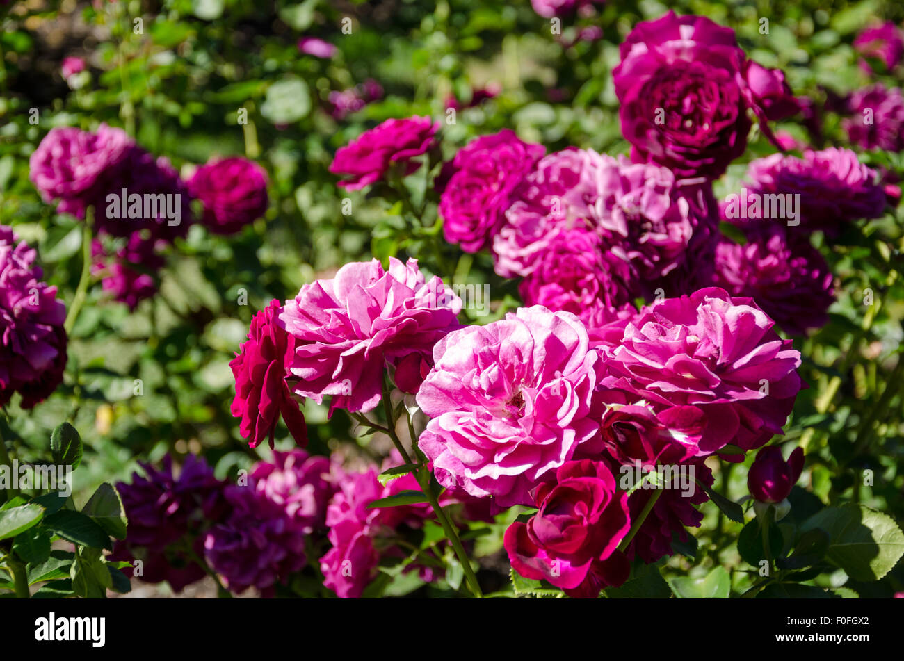 Roses from Portland's famous International Rose Test Garden in ...