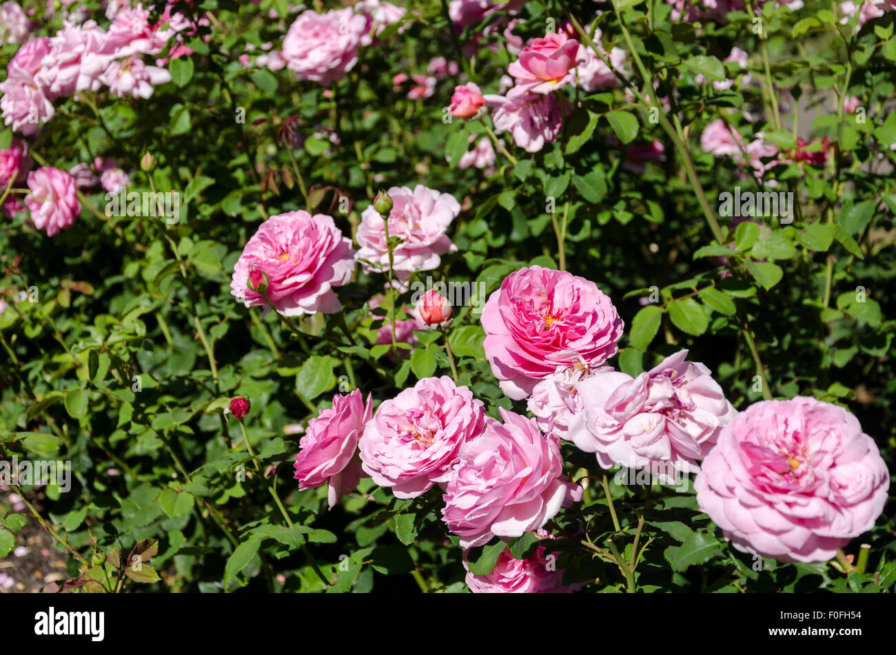 Roses from Portland's famous International Rose Test Garden in ...