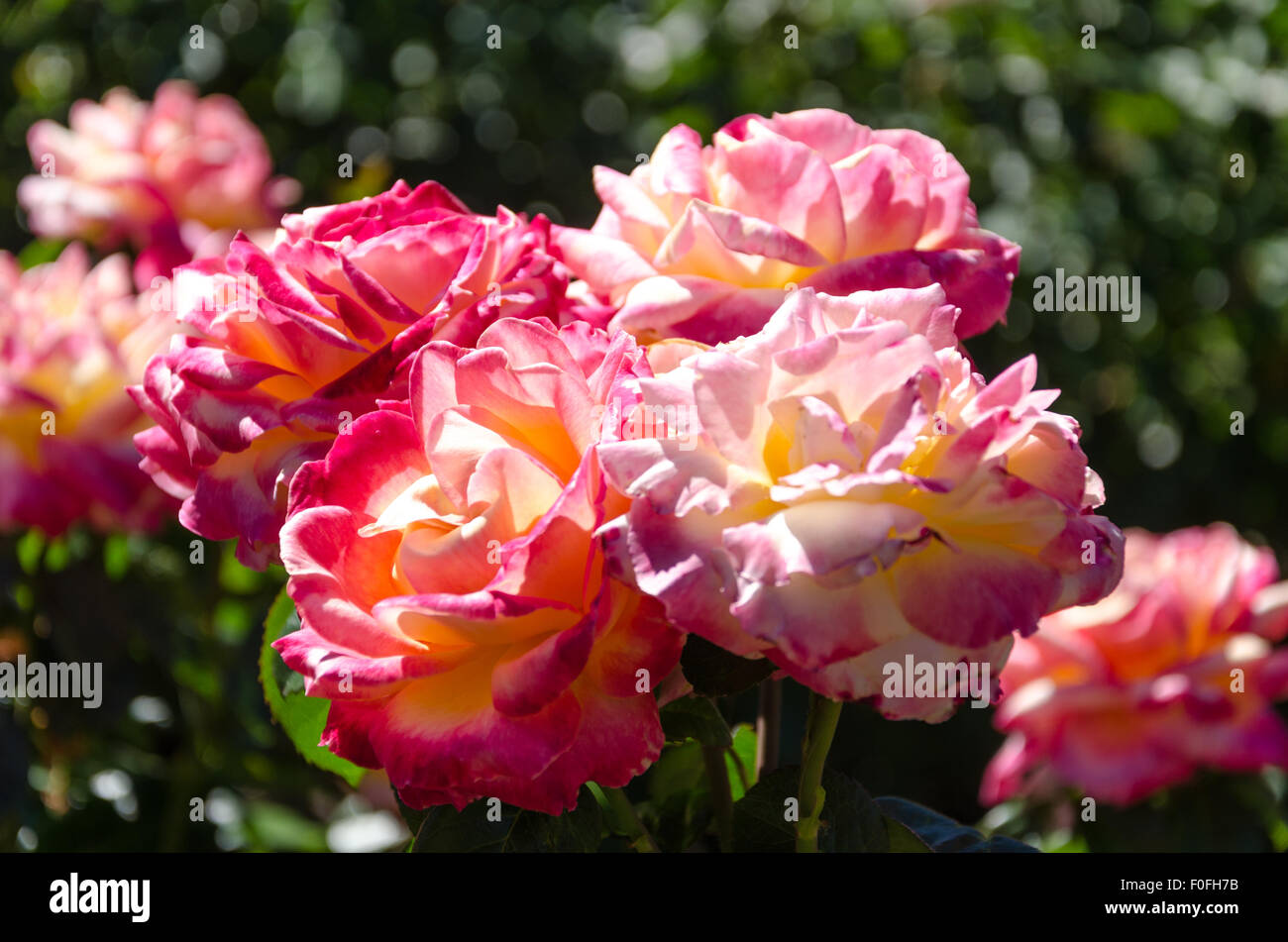 Roses from Portland's famous International Rose Test Garden in ...