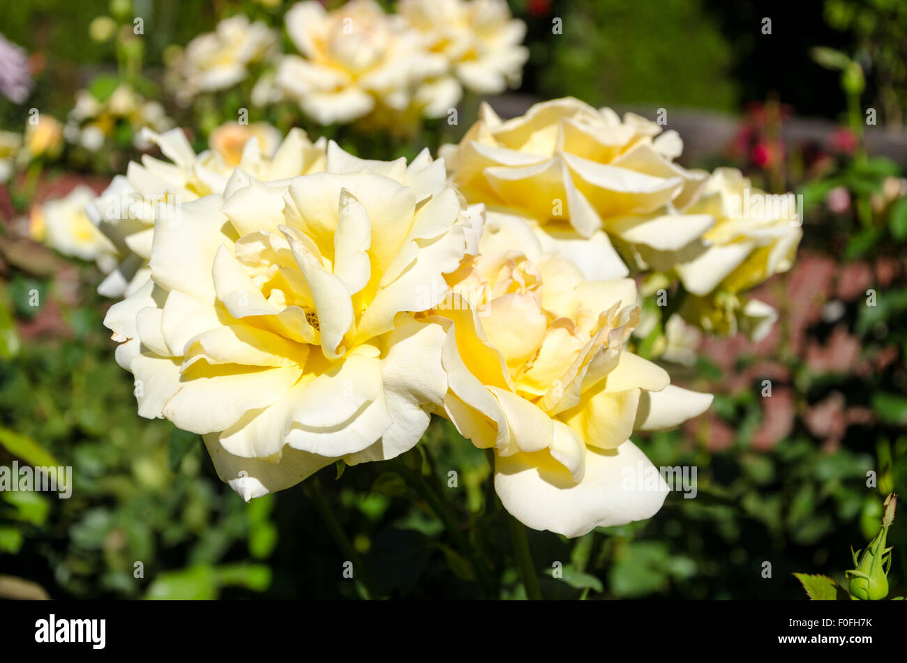 Roses from Portland's famous International Rose Test Garden in ...