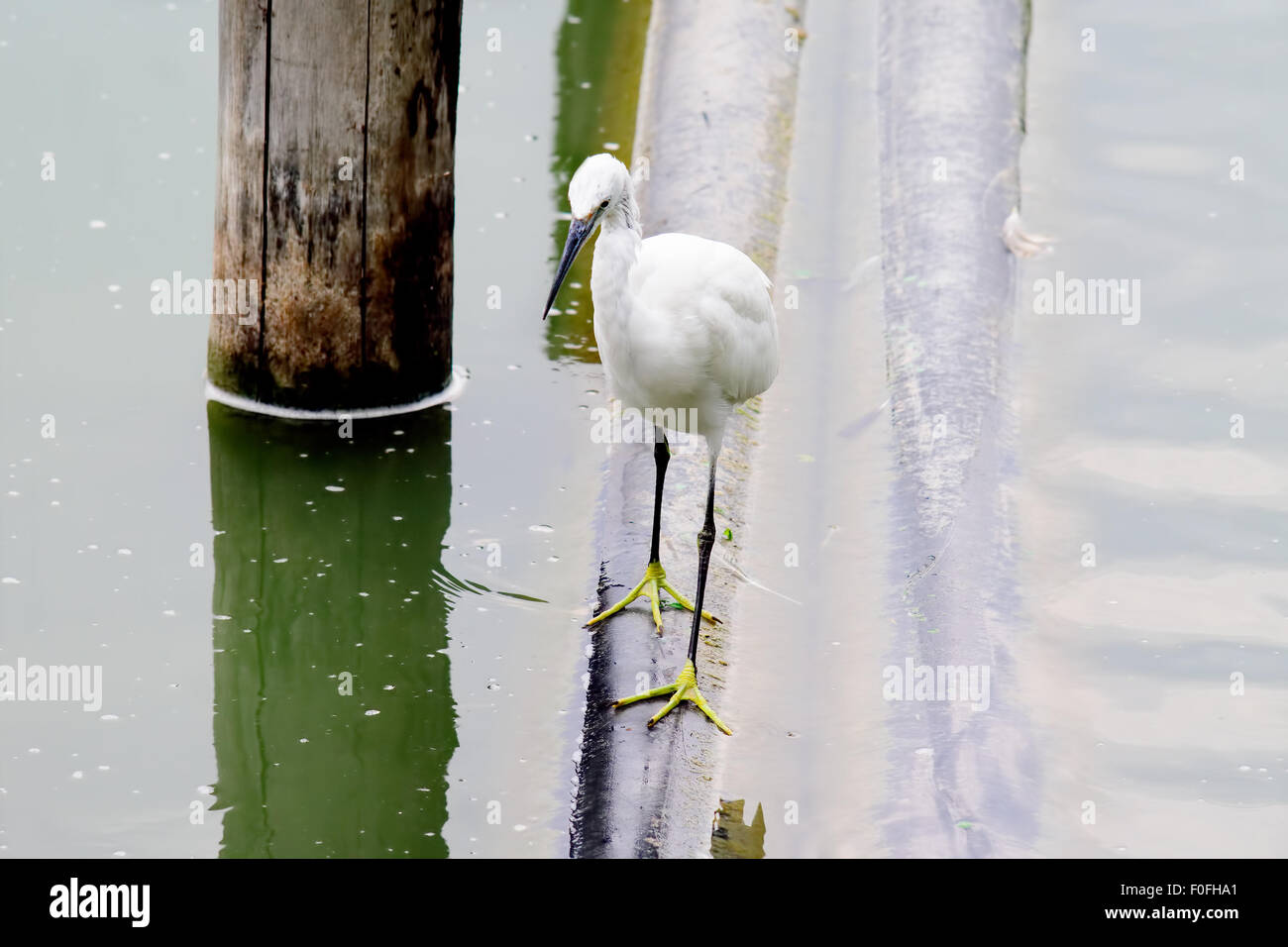 stork, heron, gull, eat, predators, stork eat a frog, heron heat a big ...