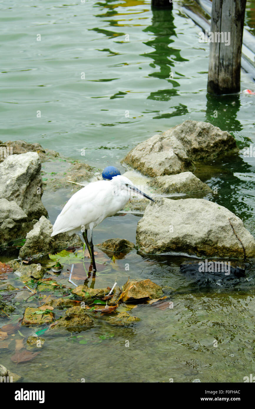 stork, heron, gull, eat, predators, stork eat a frog, heron heat a big ...