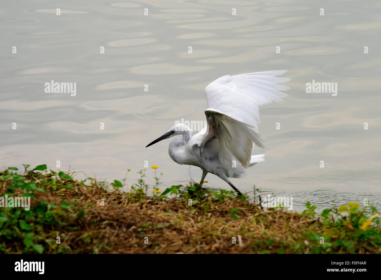 stork, heron, gull, eat, predators, stork eat a frog, heron heat a big ...