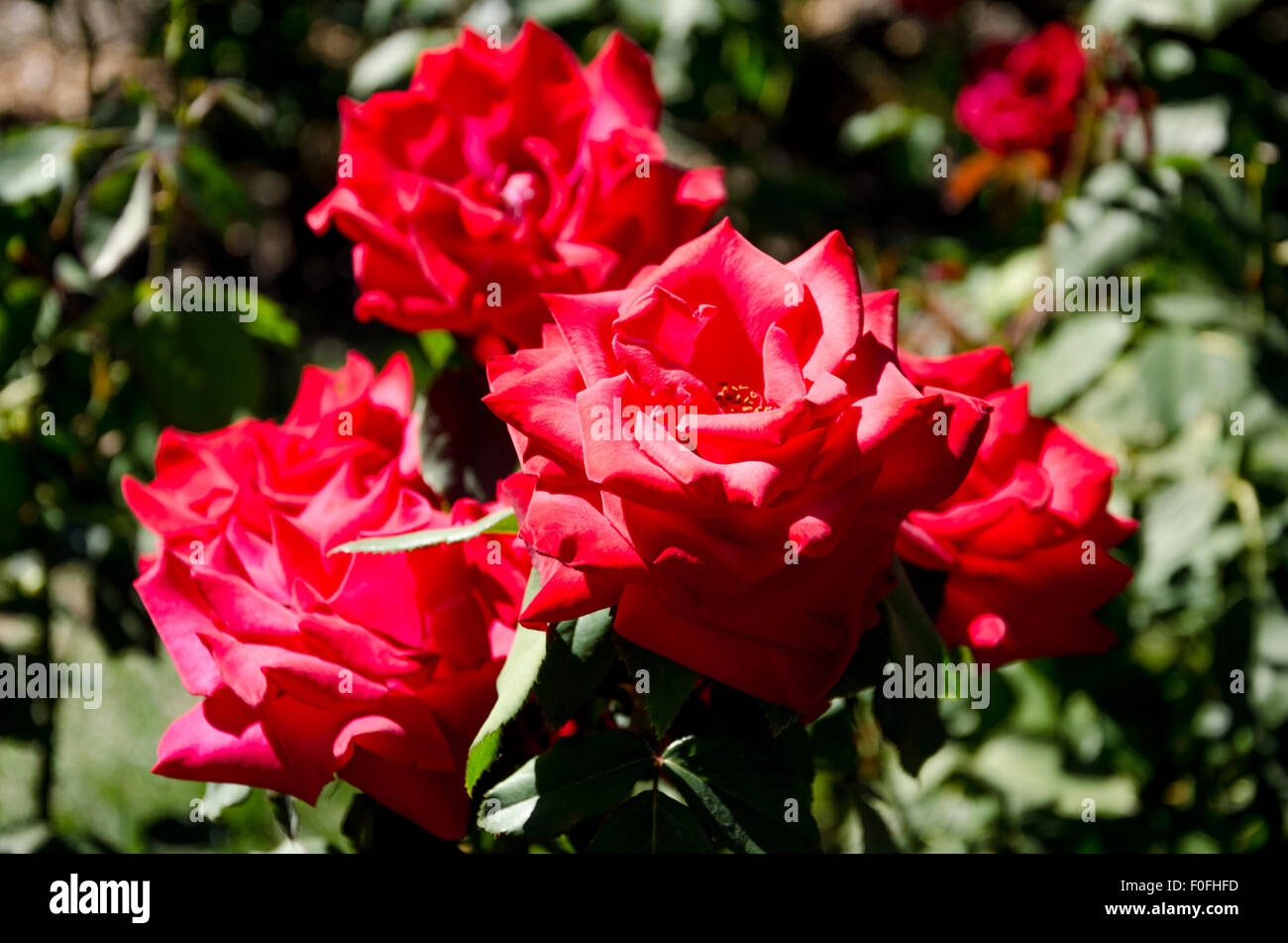 Roses from Portland's famous International Rose Test Garden in ...