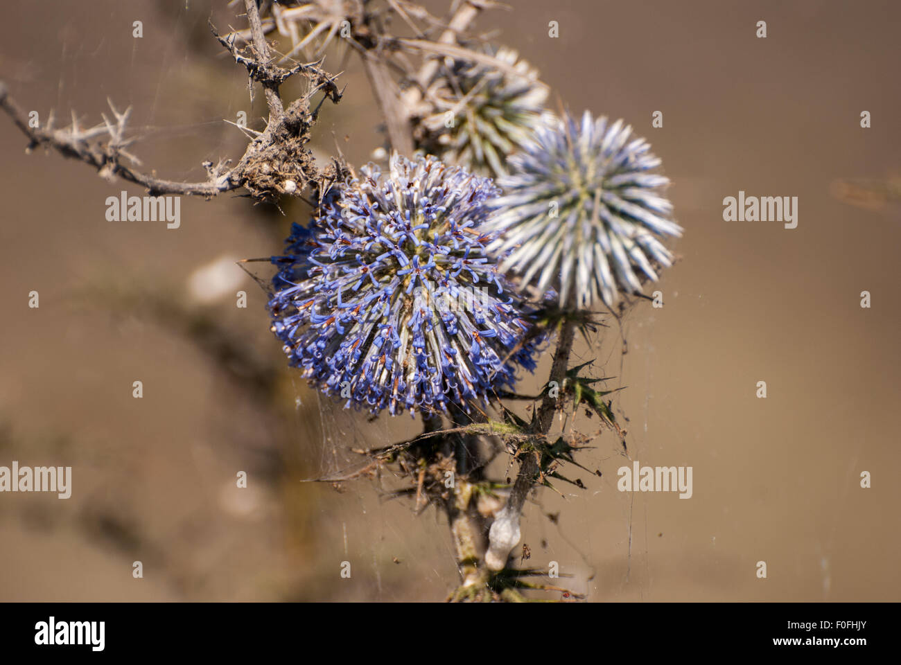 Dry globe of wild blue Globe thistle (Echinops) with the spiderweb ...
