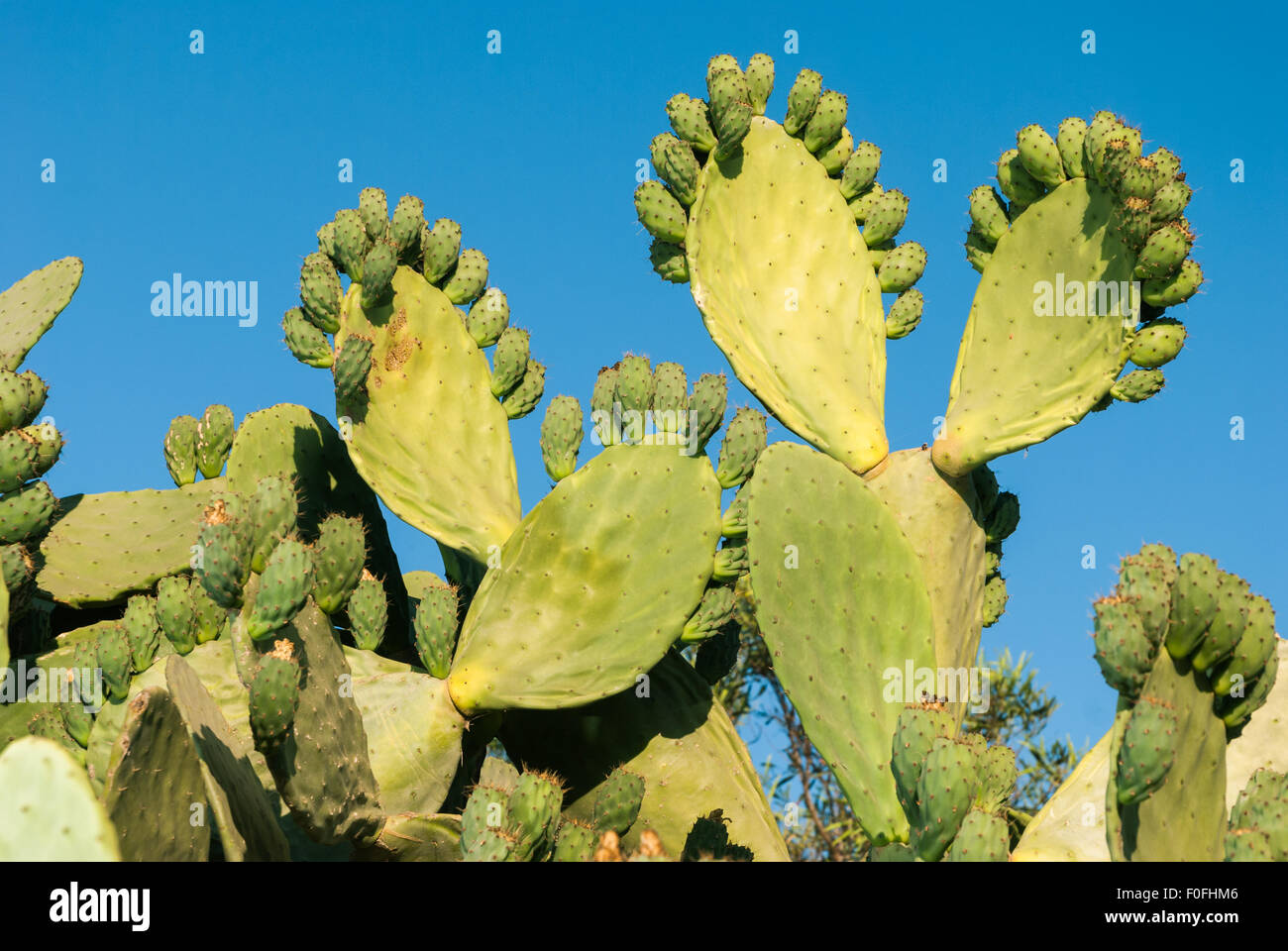 opuntia ficus-indica (prickly pear) growing wild in summer with ripe ...