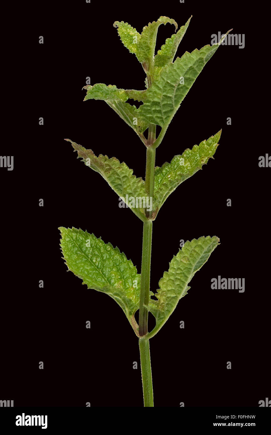 Knollen hi-res stock photography and images - Alamy