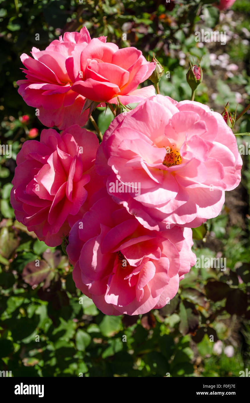Roses from Portland's famous International Rose Test Garden in ...
