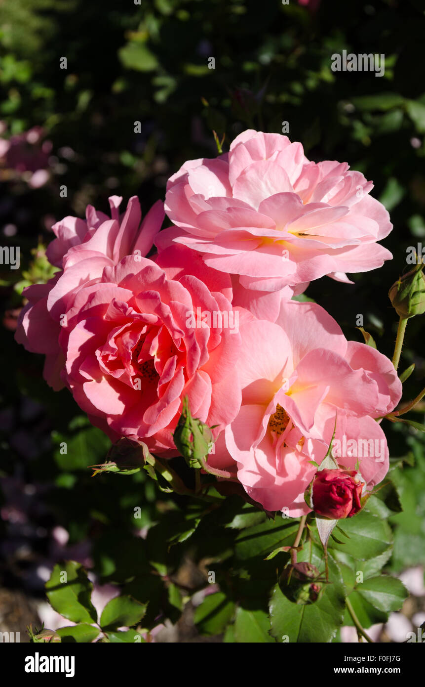 Roses from Portland's famous International Rose Test Garden in ...