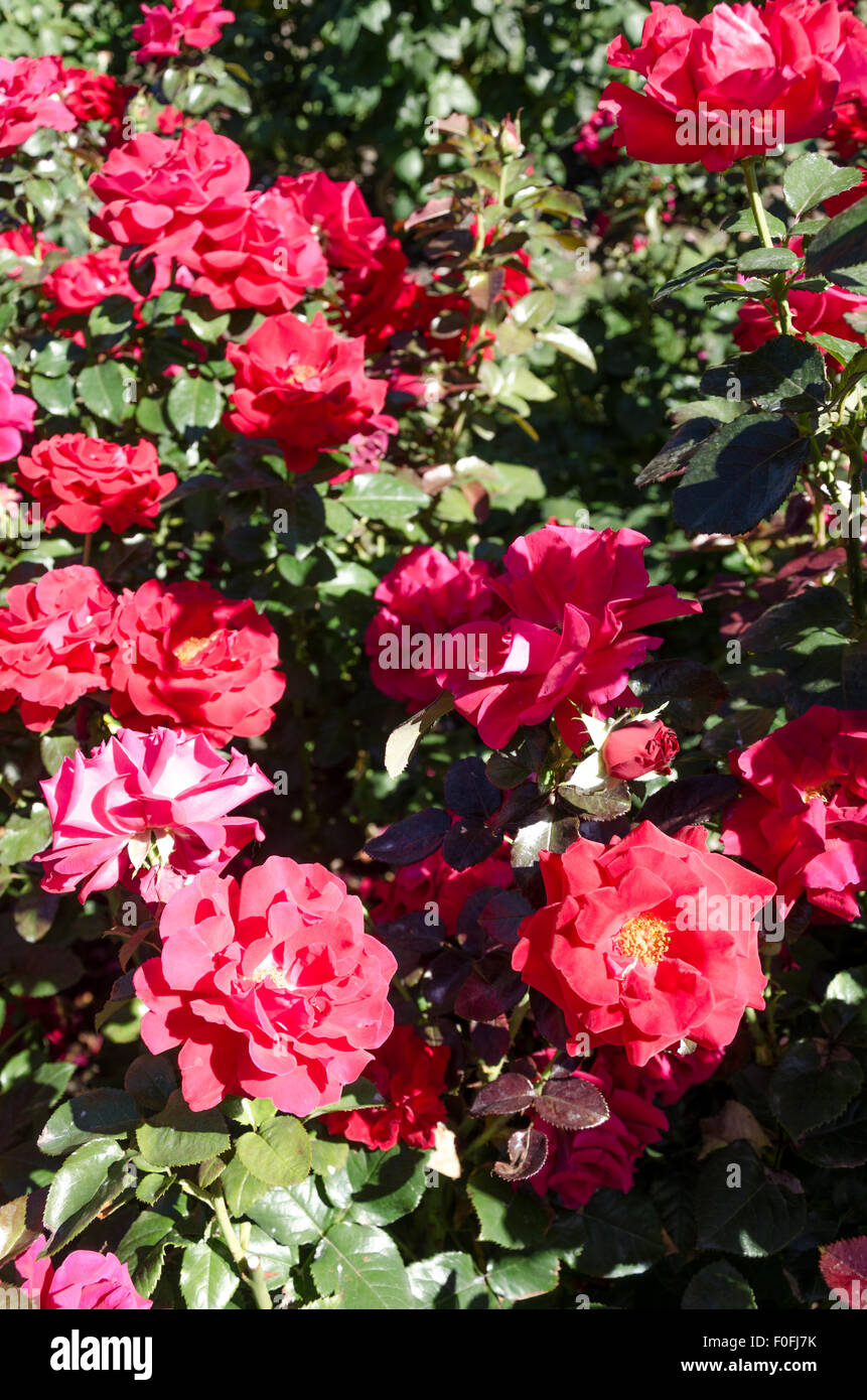 Roses from Portland's famous International Rose Test Garden in ...