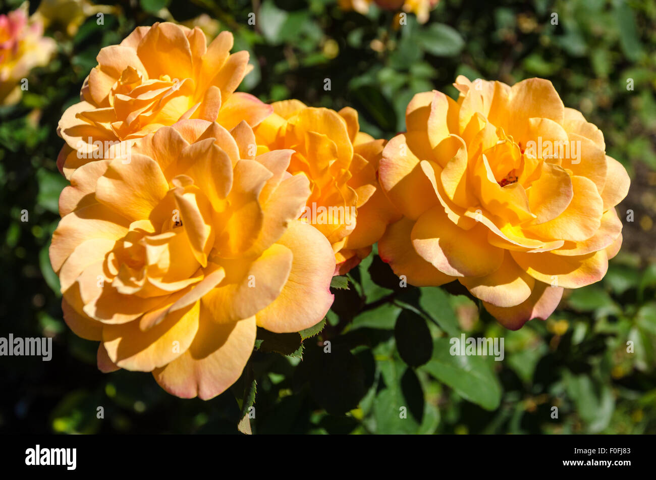 Roses from Portland's famous International Rose Test Garden in ...