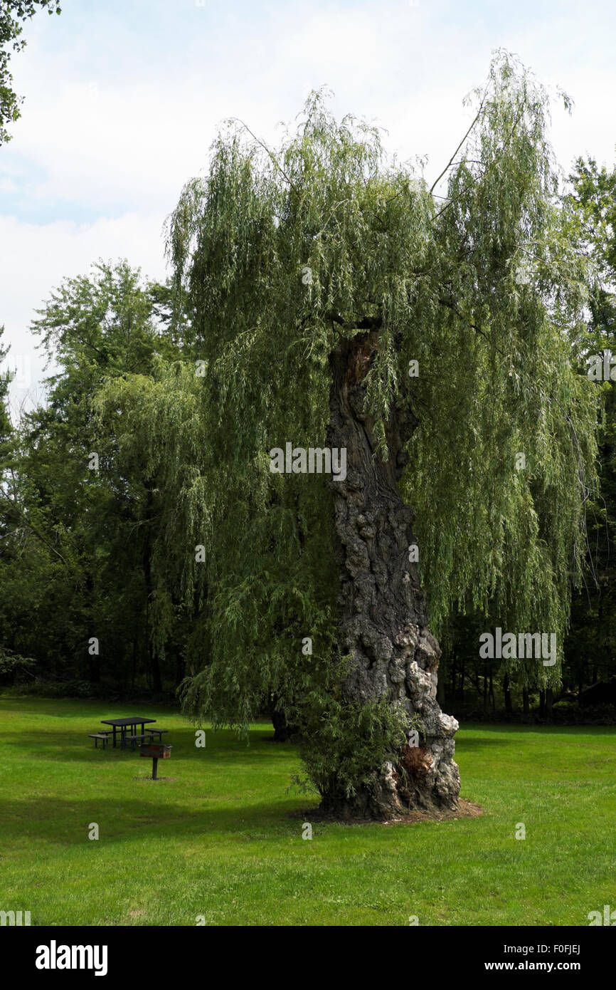 A lightening damaged ancient willow tree stands in Ferguson Township ...