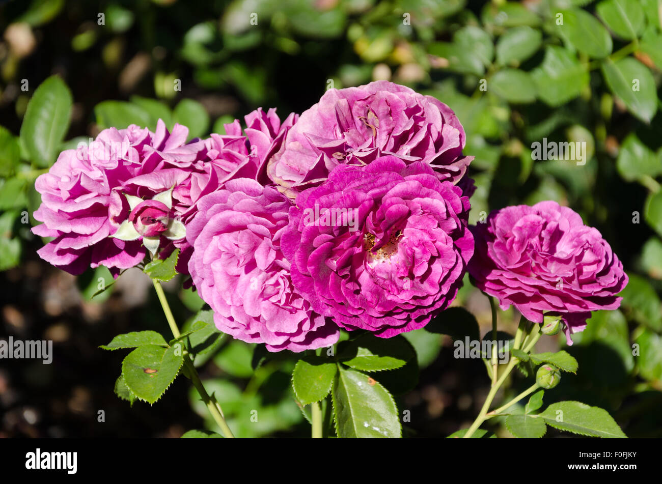 Roses from Portland's famous International Rose Test Garden in ...