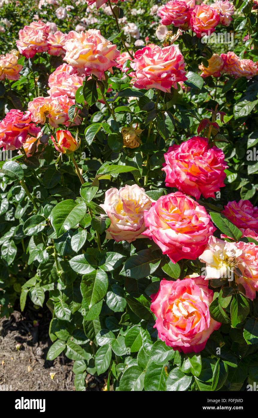 Roses from Portland's famous International Rose Test Garden in ...