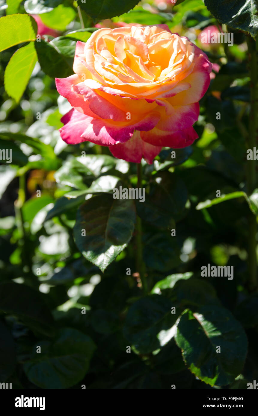 Roses from Portland's famous International Rose Test Garden in ...