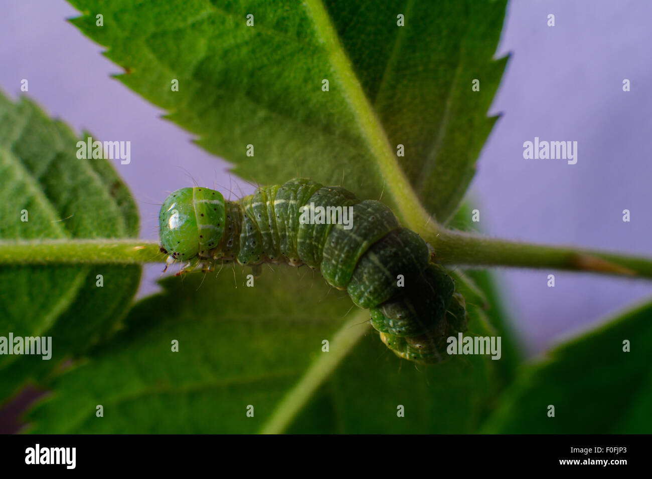Dragonfly Caterpillar High Resolution Stock Photography and Images - Alamy