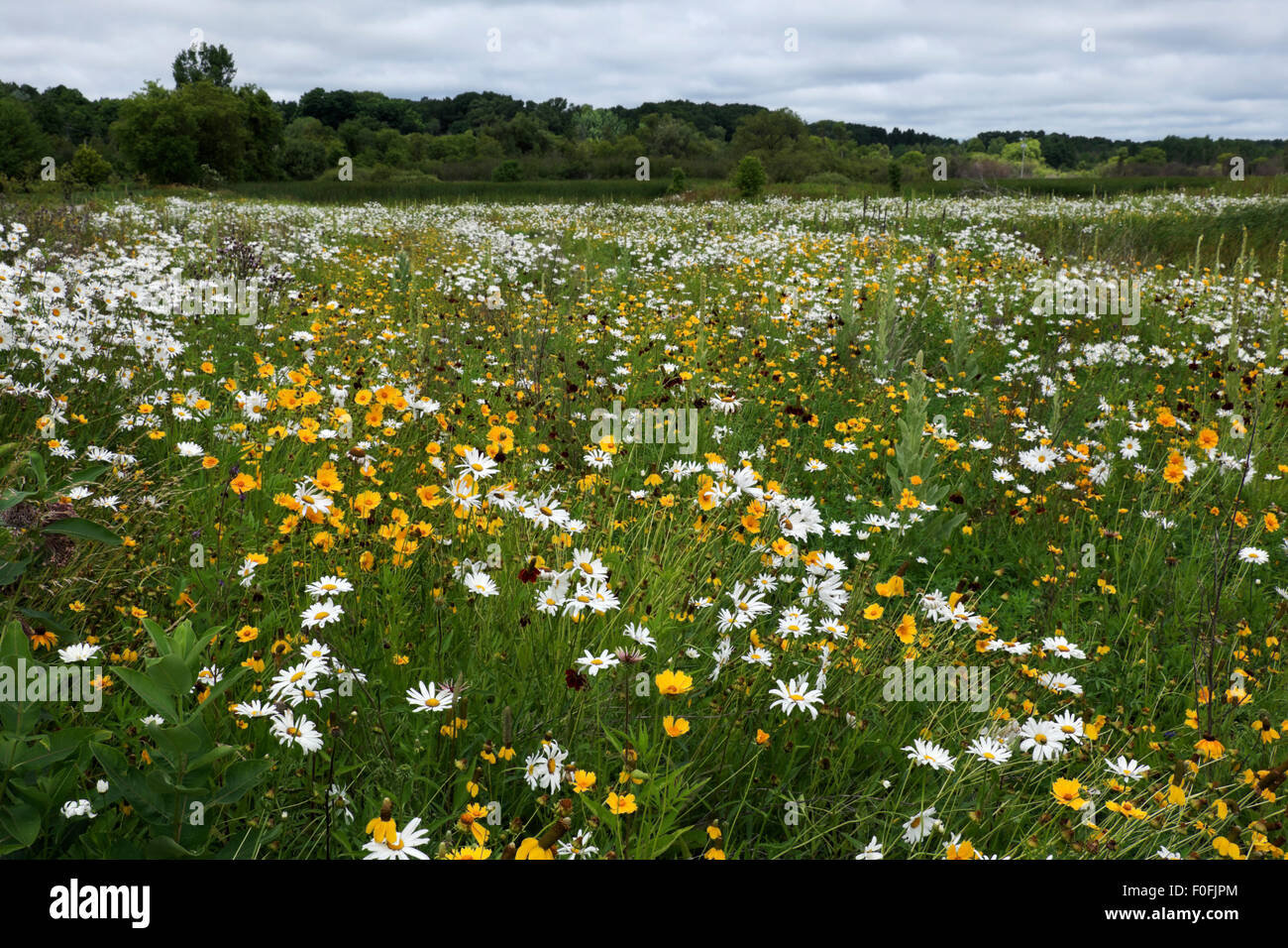 Field of wildflowers growing in nature preserve in Montague, Michigan ...