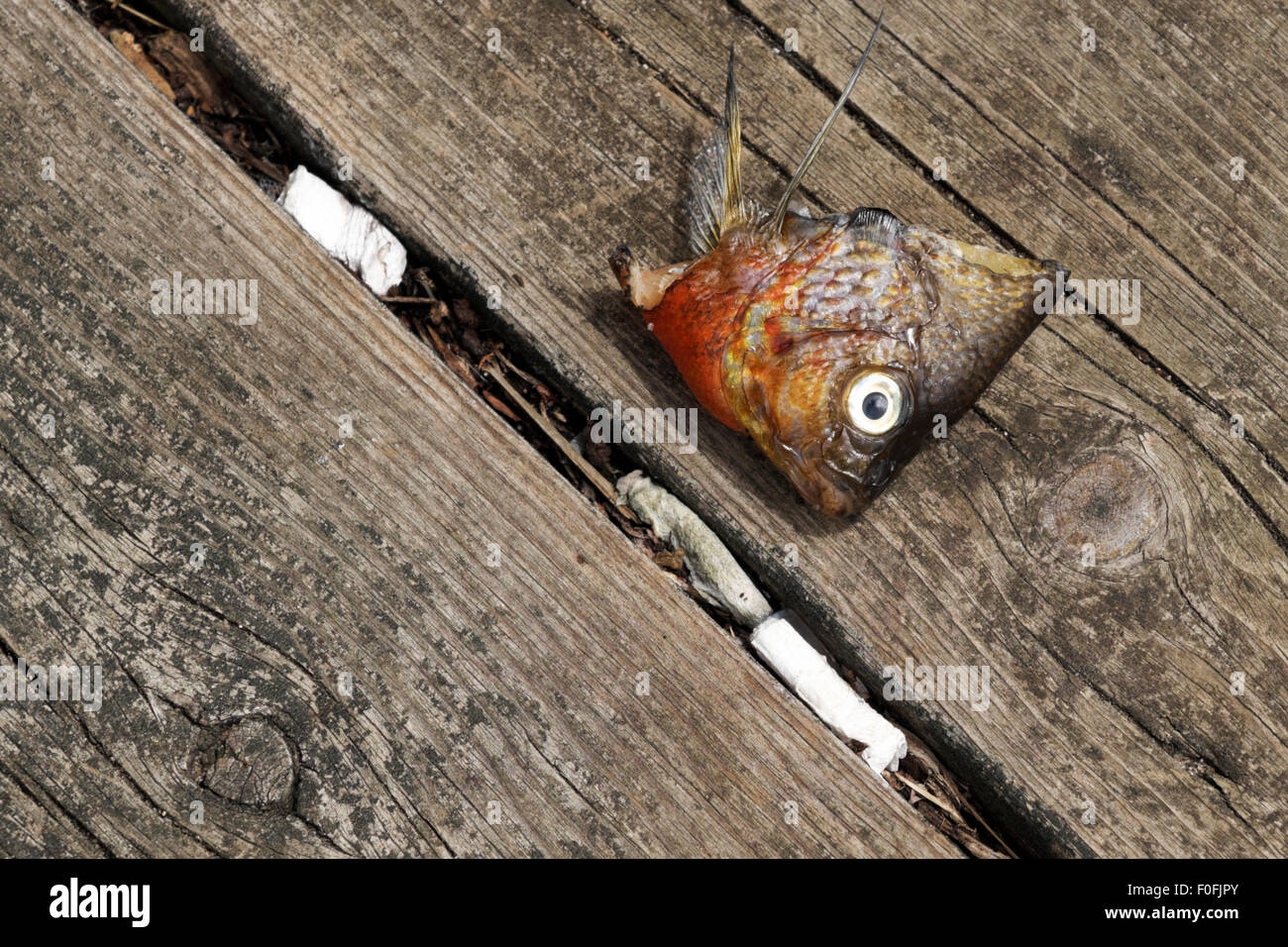 Fish head with cigarette butts lying on the deck of a bridge over the ...