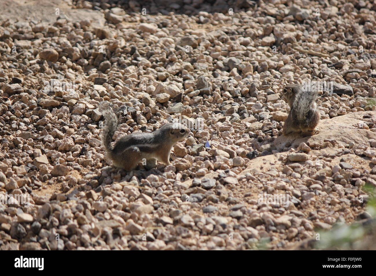 Two squirrels on playing on rocks Stock Photo - Alamy
