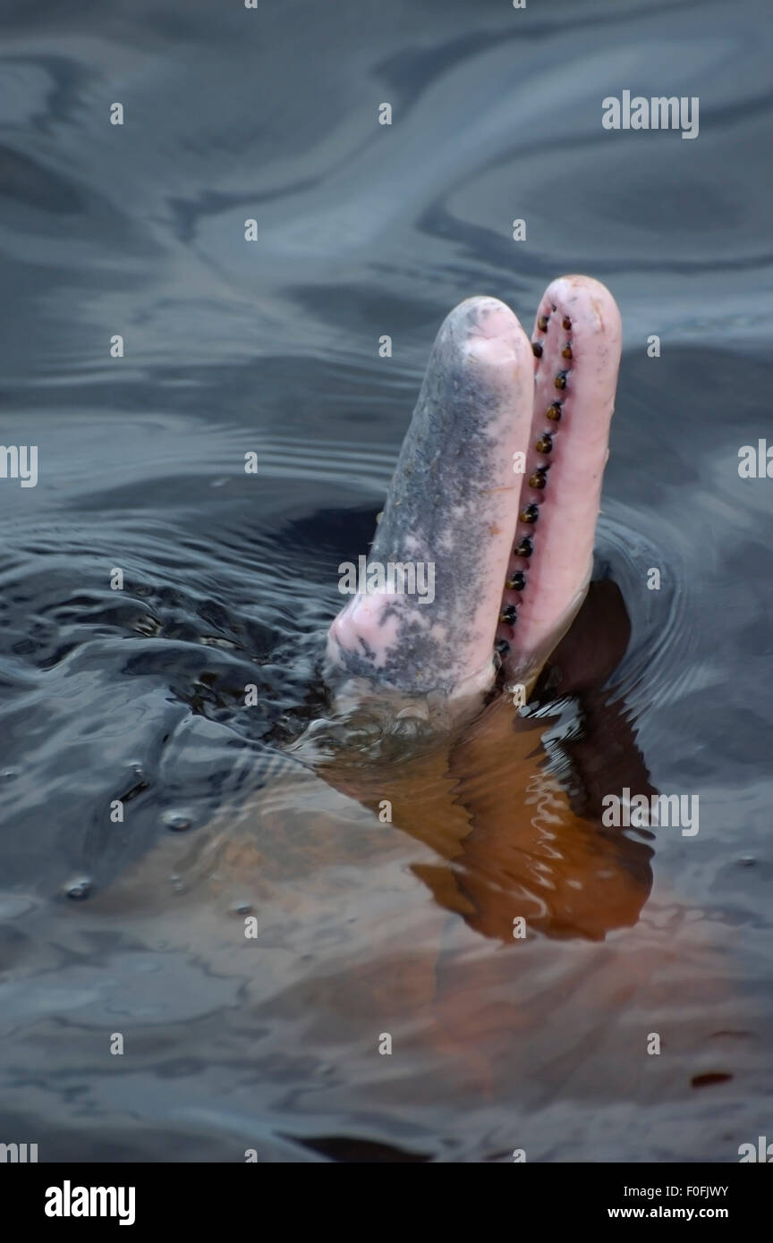NOSE OF AMAZONIAN DOLPHIN THROUGH THE SURFACE OF WATER Stock Photo - Alamy