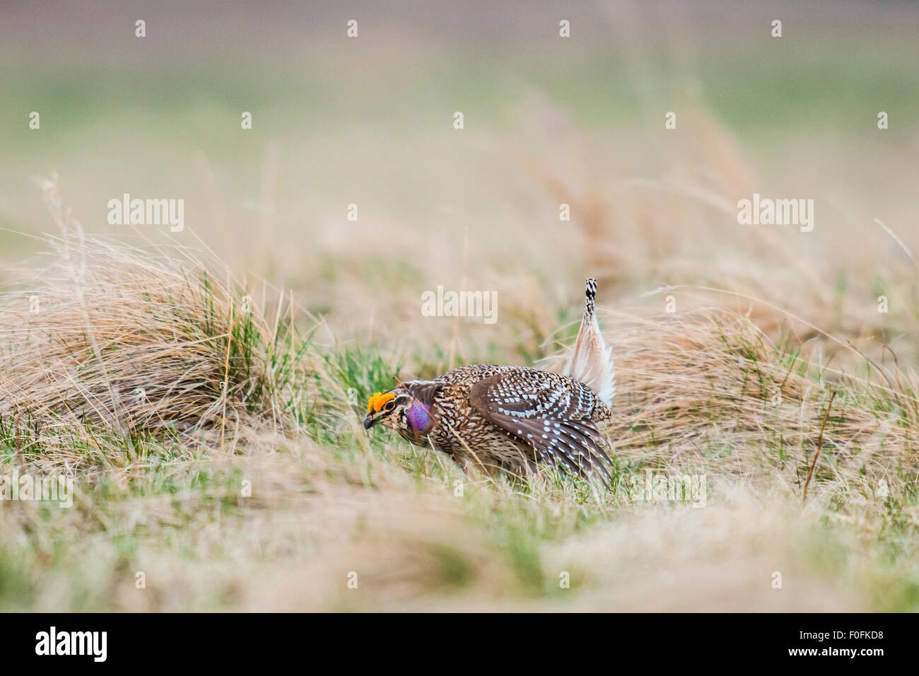 Sharp-tailed grouse LEK ritual mating dance in a Alberta Canada ...