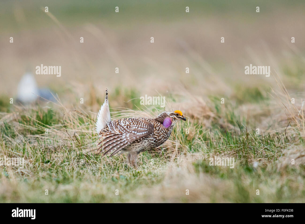 Sharptail dance hi-res stock photography and images - Alamy