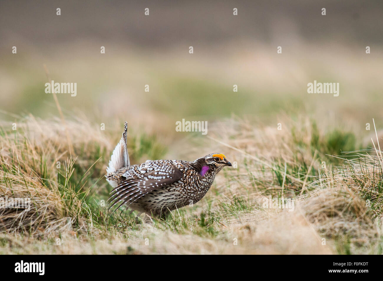 Sharp-tailed grouse LEK ritual mating dance in a Alberta Canada ...