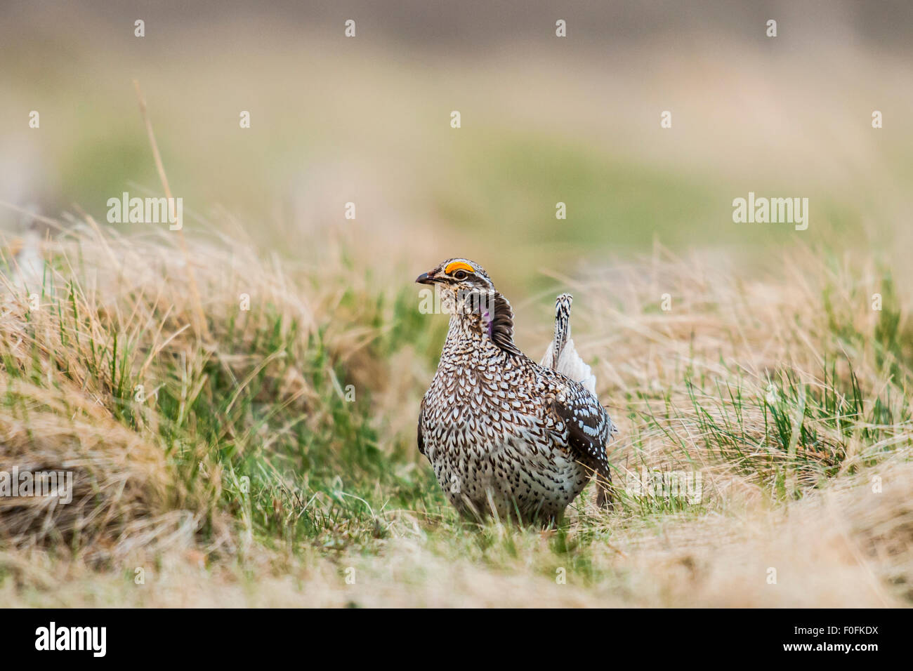 Sharp-tailed grouse LEK ritual mating dance in a Alberta Canada ...