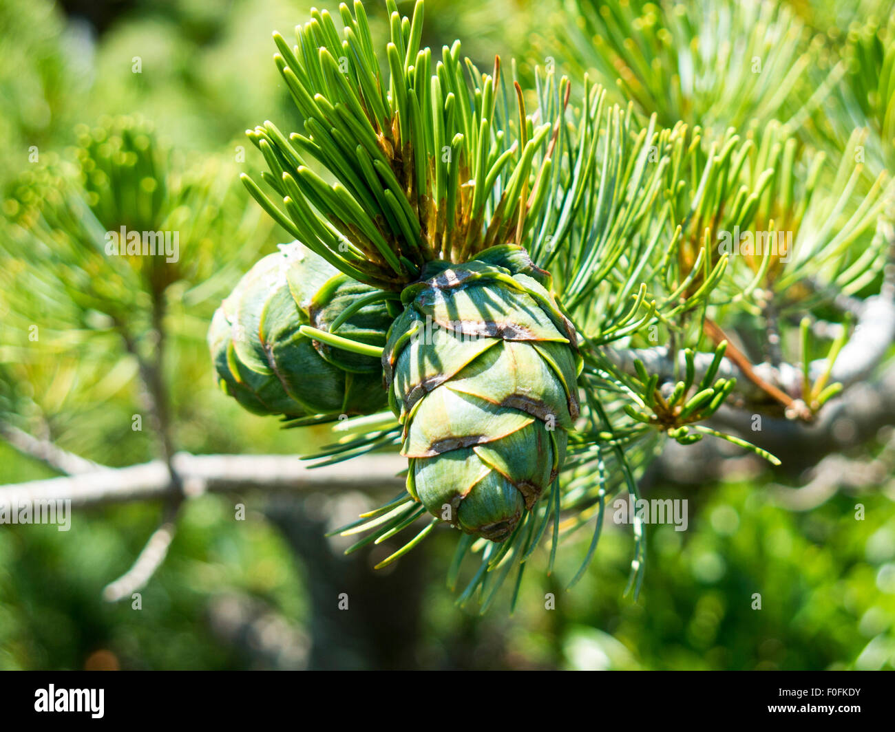 Conifer cones hi-res stock photography and images - Alamy