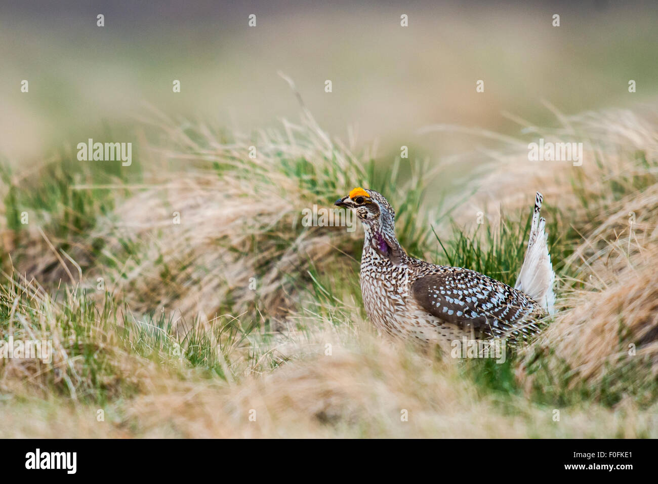 Sharp-tailed grouse LEK ritual mating dance in a Alberta Canada ...