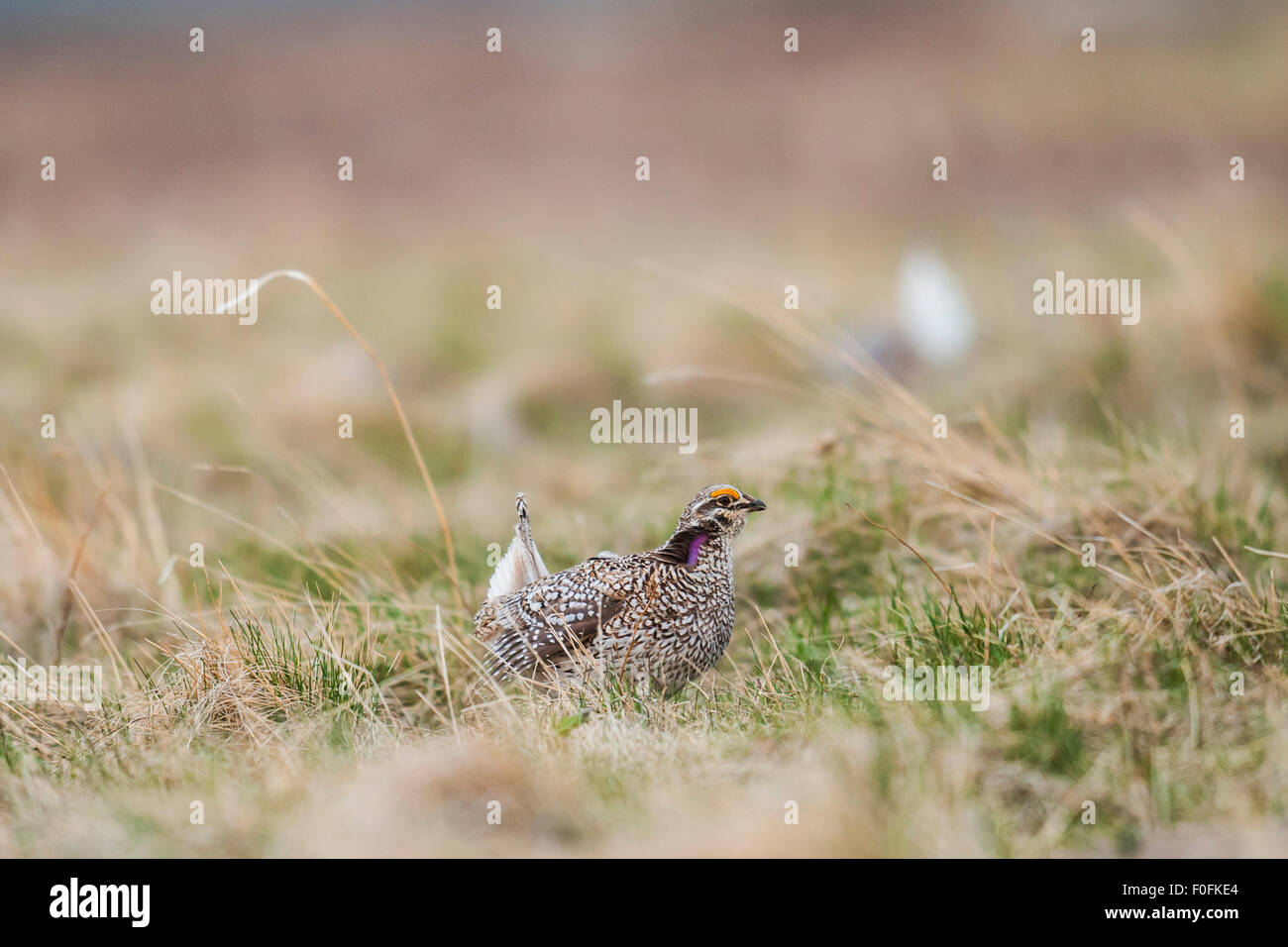 Sharp-tailed grouse LEK ritual mating dance in a Alberta Canada ...