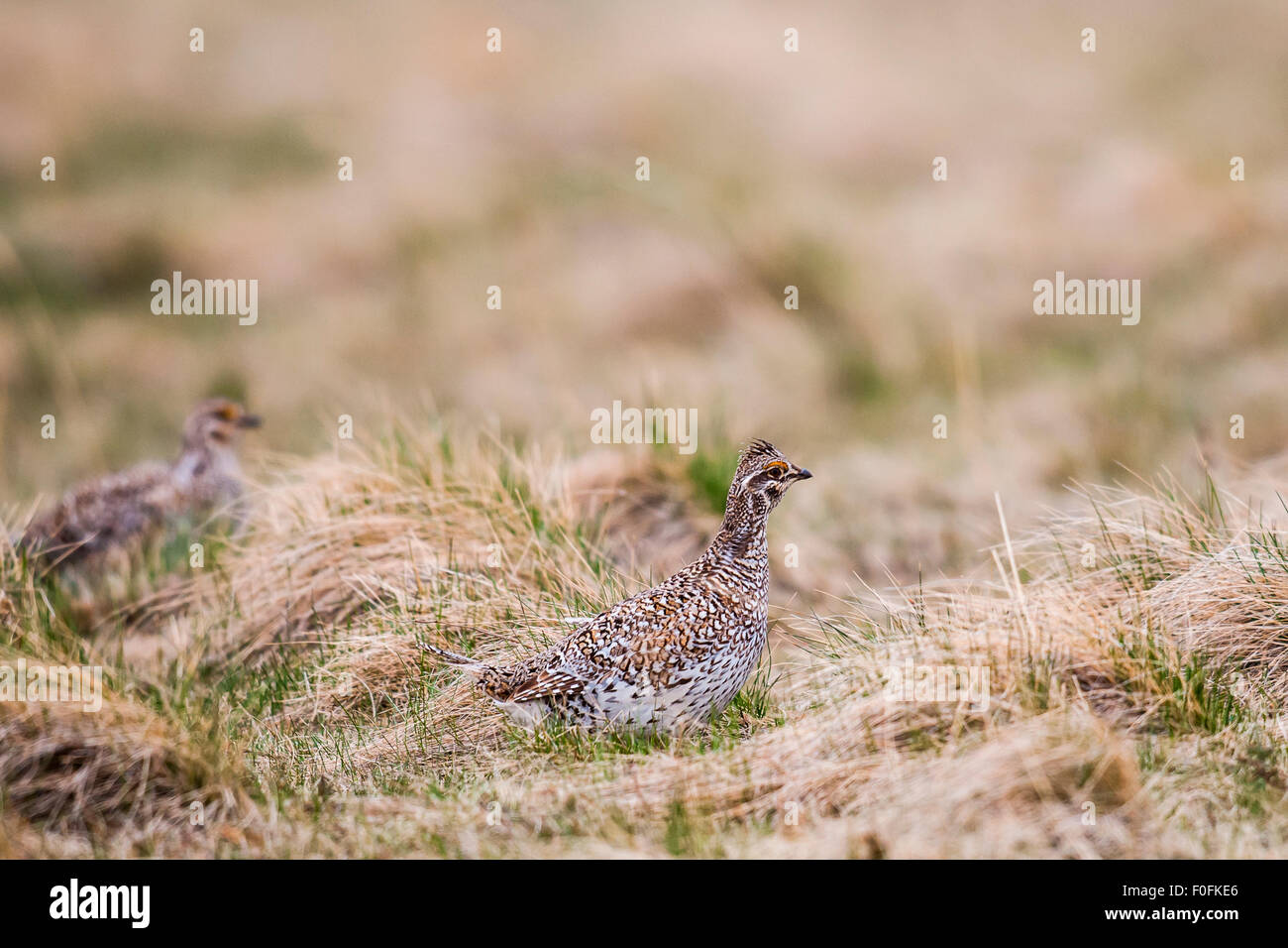 Sharp-tailed grouse LEK ritual mating dance in a Alberta Canada ...