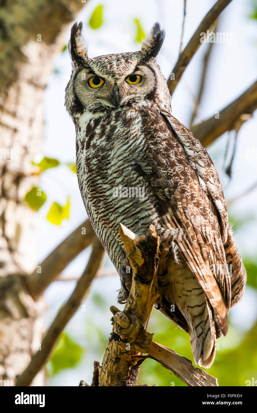 Wild Great Horned Owl perched in a tree in springtime Stock Photo - Alamy