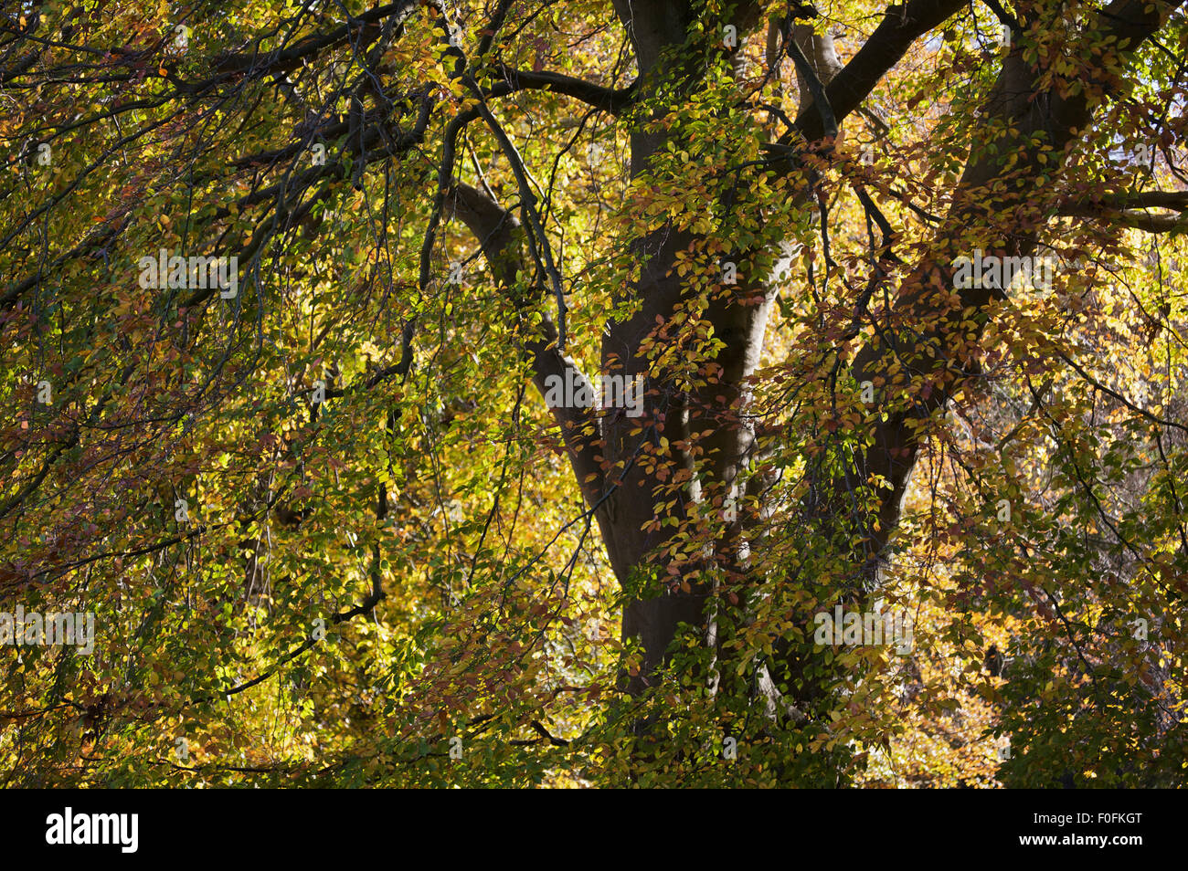 European beech (Fagus sylvatica) tree, Klampenborg Dyrehaven, Denmark ...