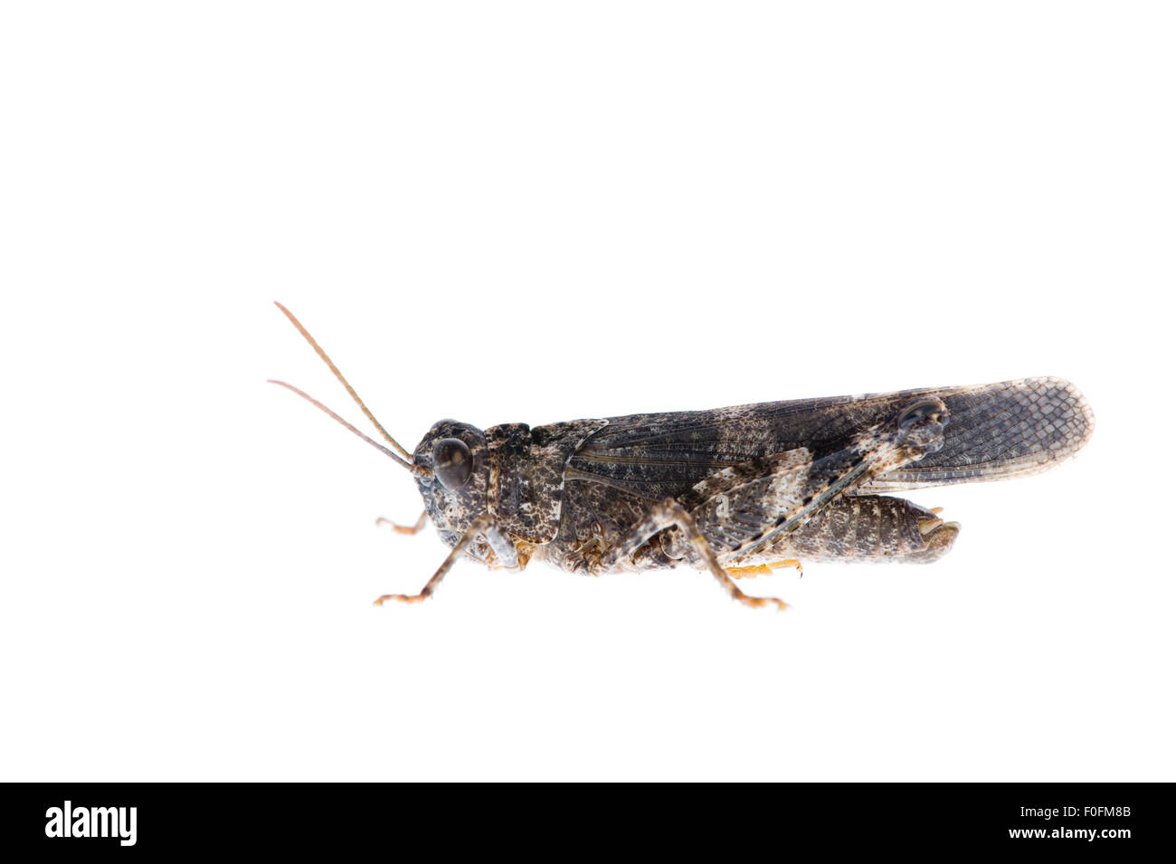 German grasshopper (Oedipoda germanica) male, Fliess, Naturpark ...