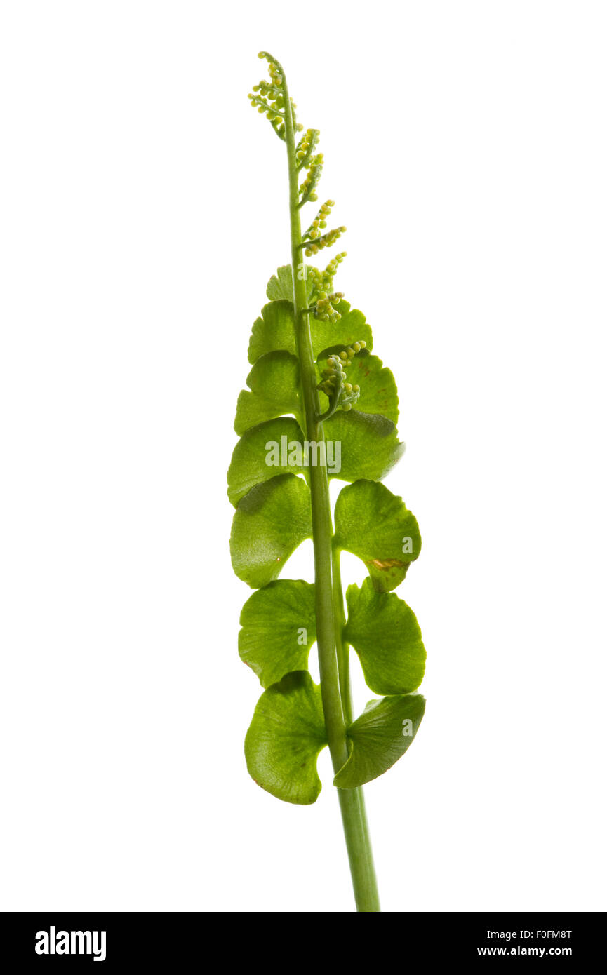 Moonwort fern botrychium lunaria hi-res stock photography and images ...