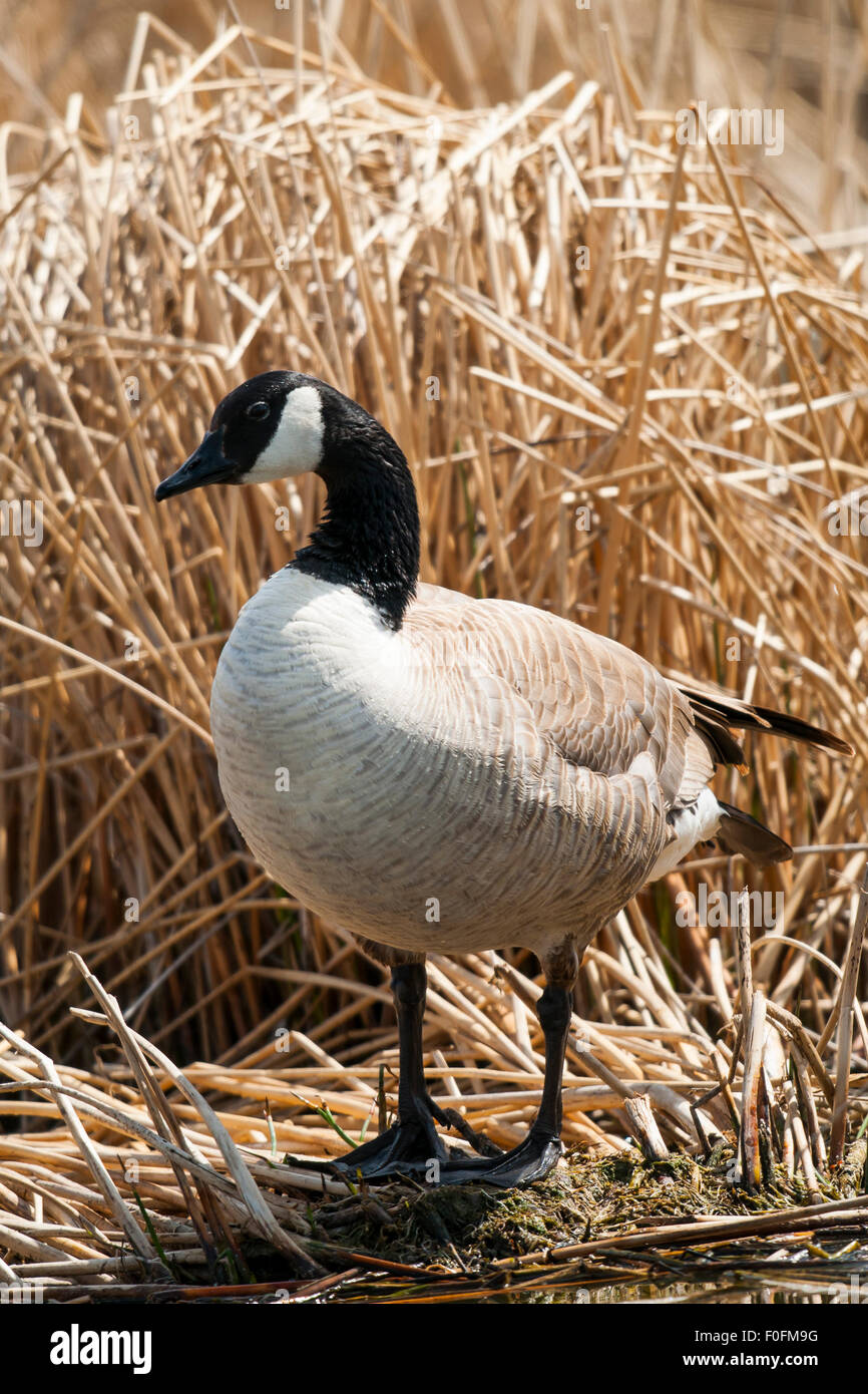 Marsh with canada geese hi-res stock photography and images - Alamy