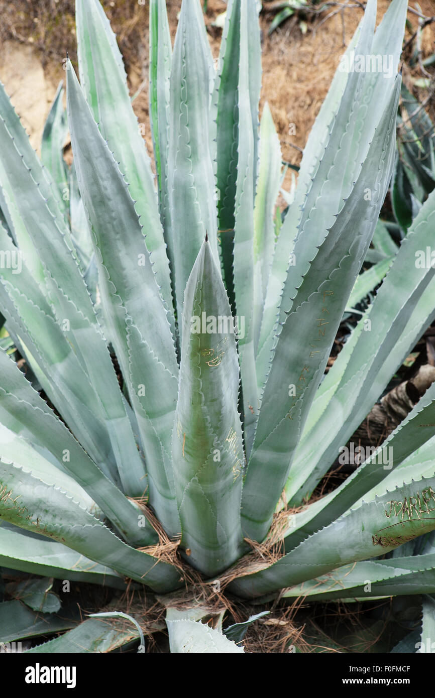 Huge agave hi-res stock photography and images - Alamy