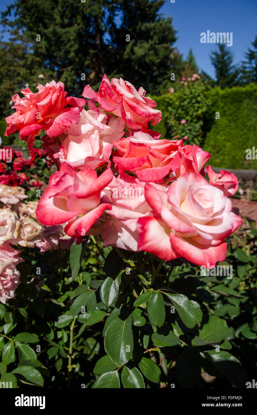 Roses from Portland's famous International Rose Test Garden in ...