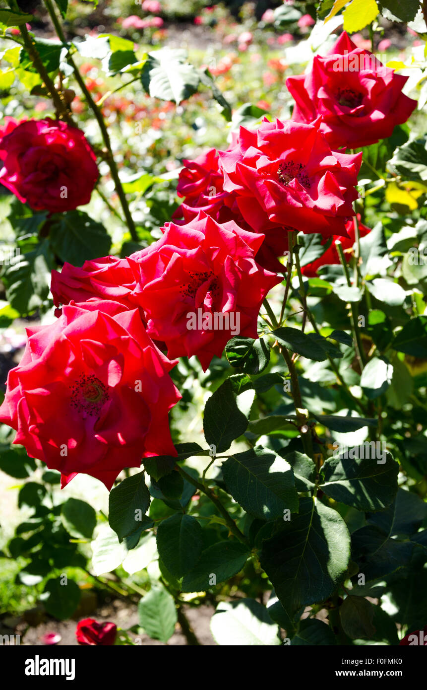 Roses from Portland's famous International Rose Test Garden in ...