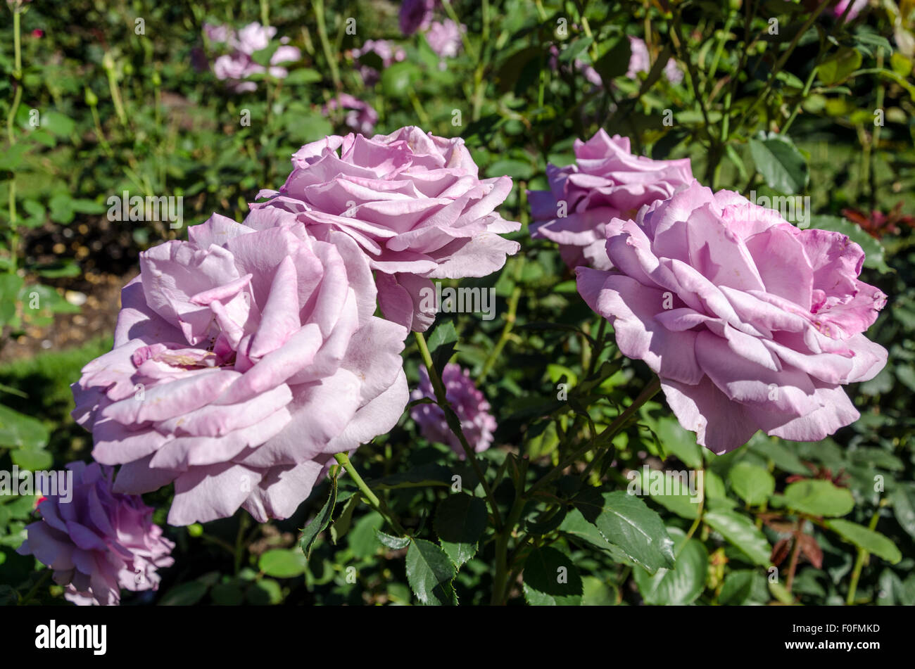 Roses from Portland's famous International Rose Test Garden in ...