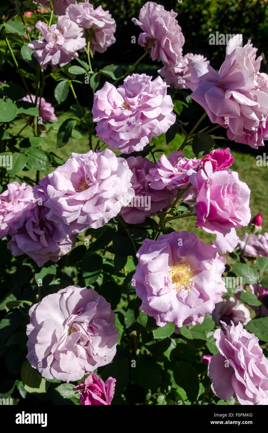 Roses from Portland's famous International Rose Test Garden in ...