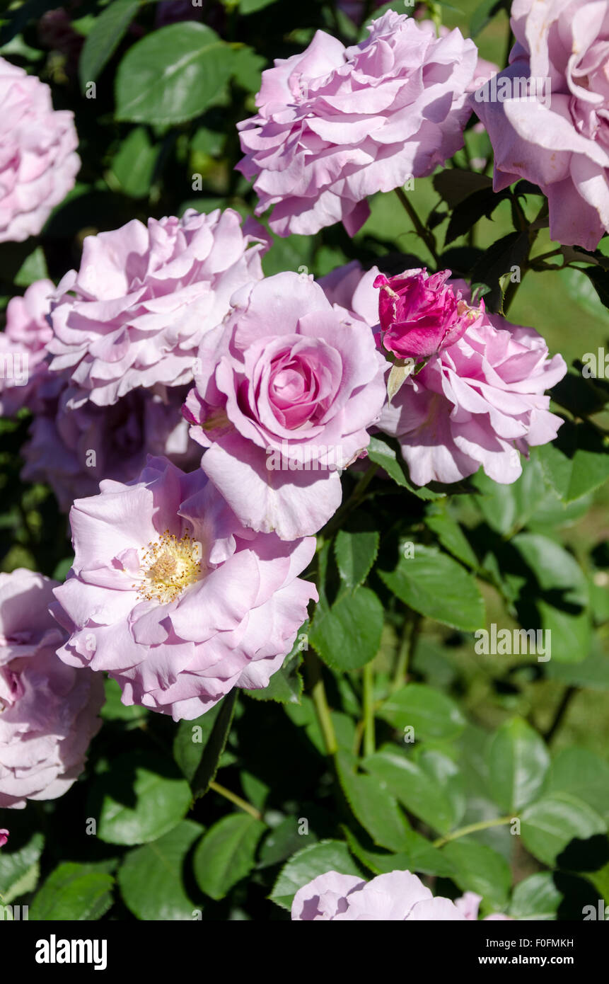 Roses from Portland's famous International Rose Test Garden in ...
