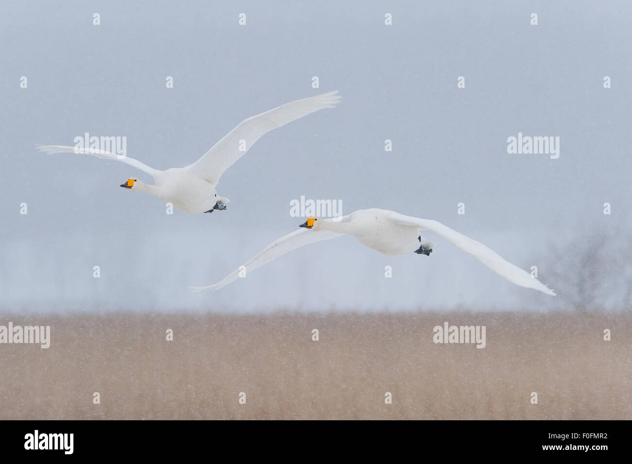 Two Whooper swans (Cygnus cygnus) flying in snow, Lake Tysslingen ...