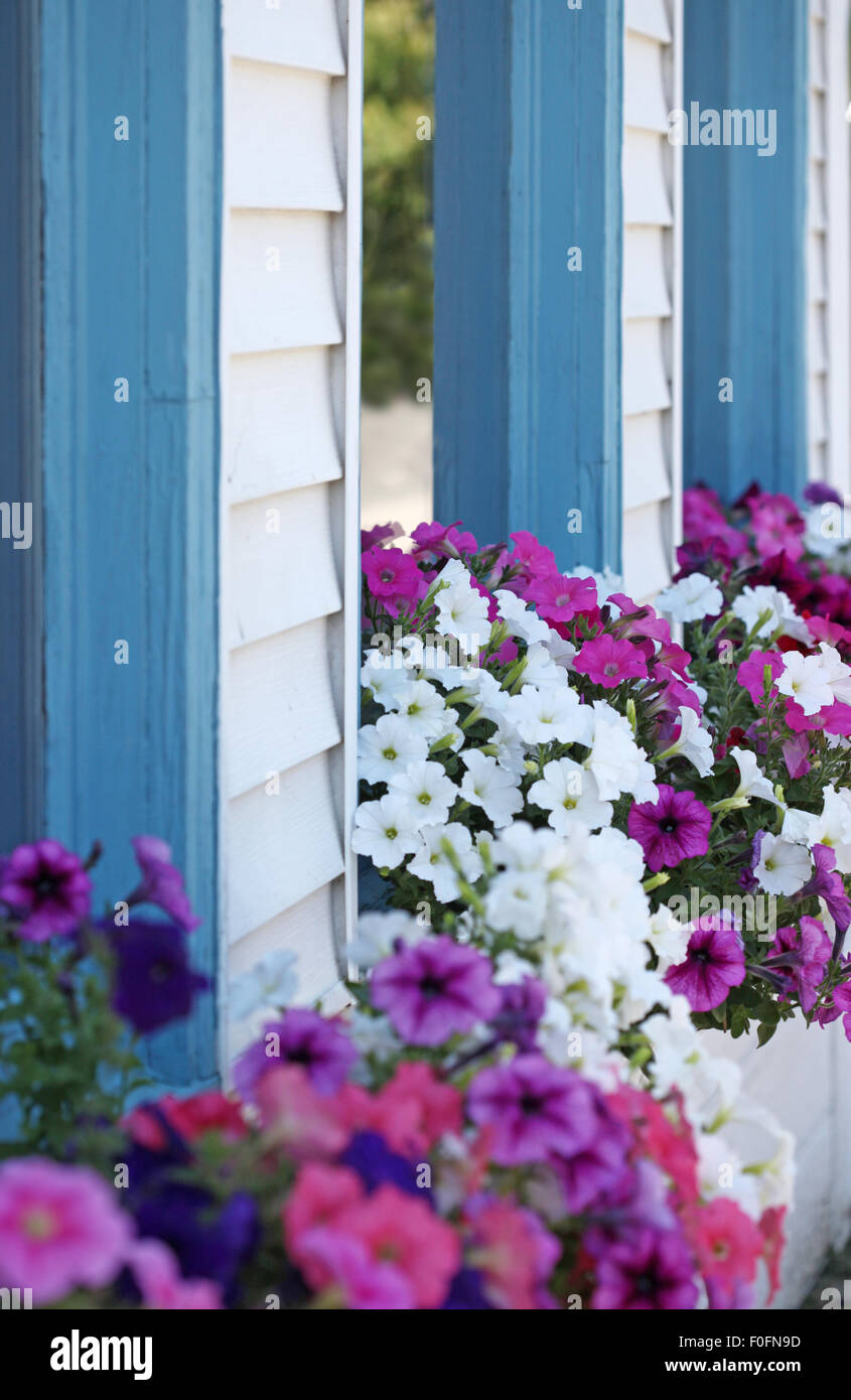 Petunias in window boxes Stock Photo - Alamy