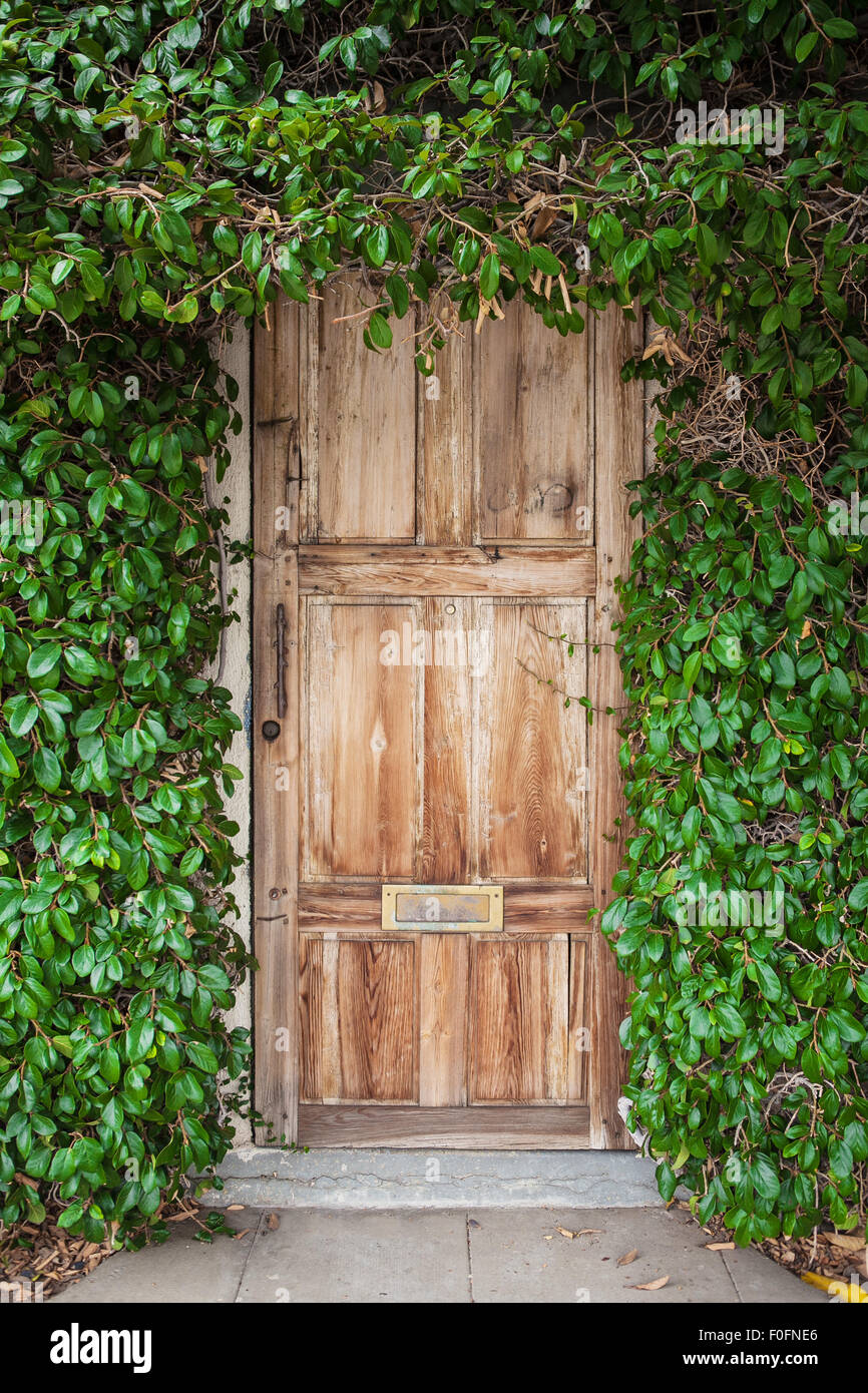 Wooden door with green leaves. Green leaf wall and old wood Stock Photo ...